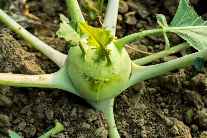 Biennial vegetable crops stock photo. Image of plant - 27771872