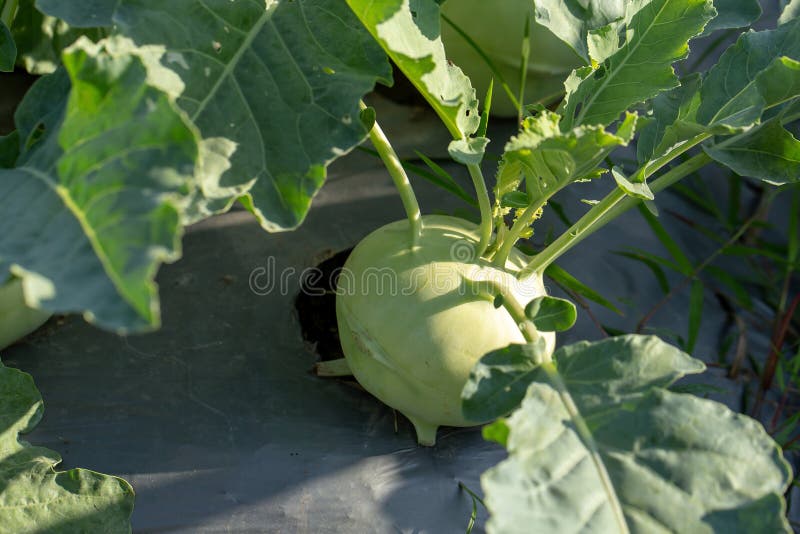 Kohlrabi Cabbage or Turnip Plant Growing in in the Garden Stock Photo ...