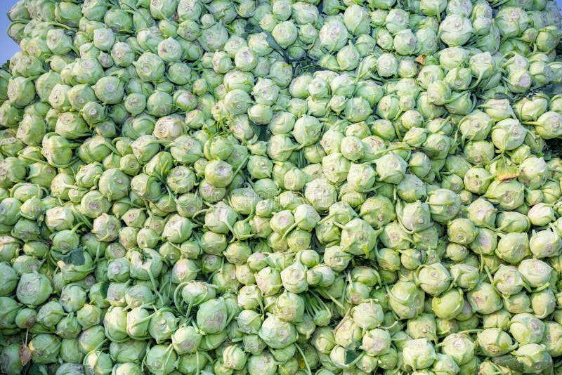 Kohlrabi Cabbage Vegetables Have Been Arranged Stock Image - Image of ...