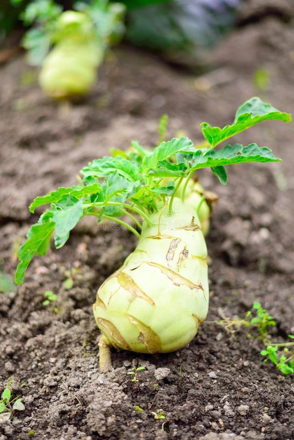 Kohlrabi, or German Turnip, on Ground Stock Photo - Image of brassica ...