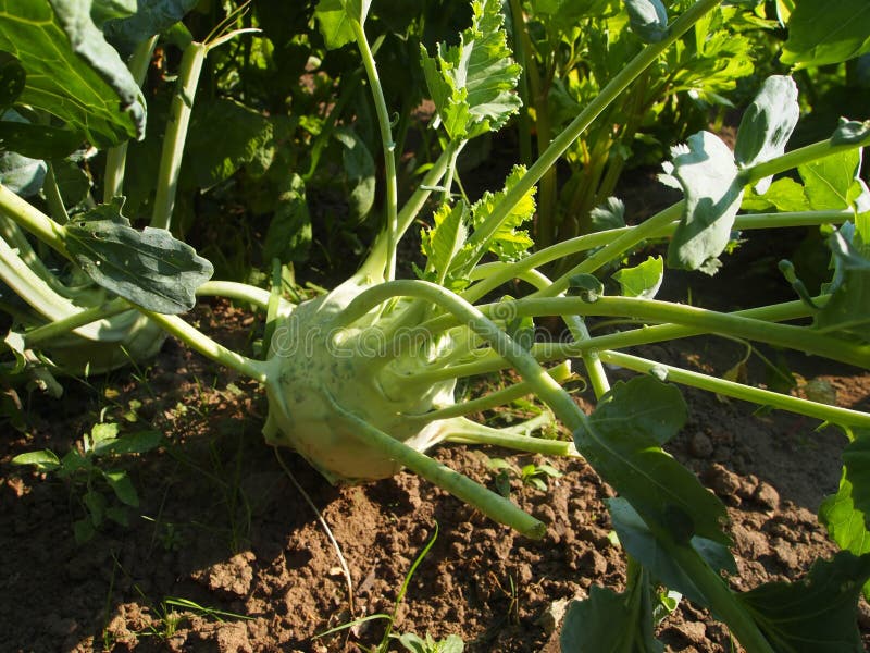 Kohlrabi stock image. Image of vegetables, gardening - 38408427
