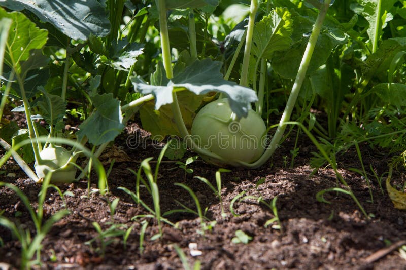 The Kohlrabi (turnip Cabbage) Stock Image - Image of kohlrabi, cuisine ...