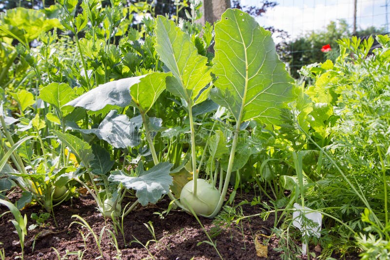 The Kohlrabi (turnip Cabbage) Stock Photo - Image of healthy, crop ...