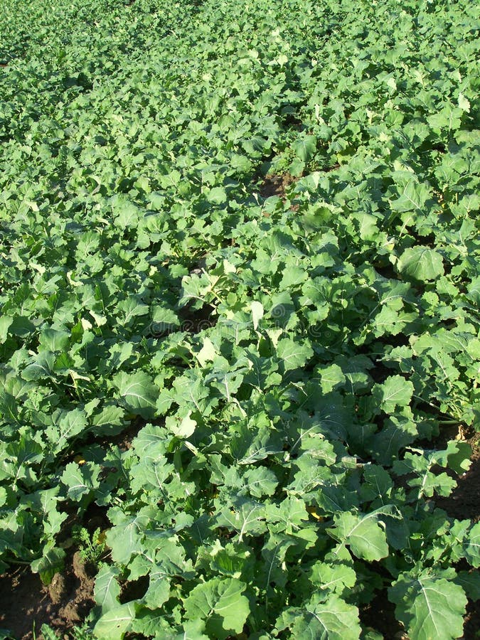 Kohlrabies Field stock photo. Image of field, vegetable - 12205362