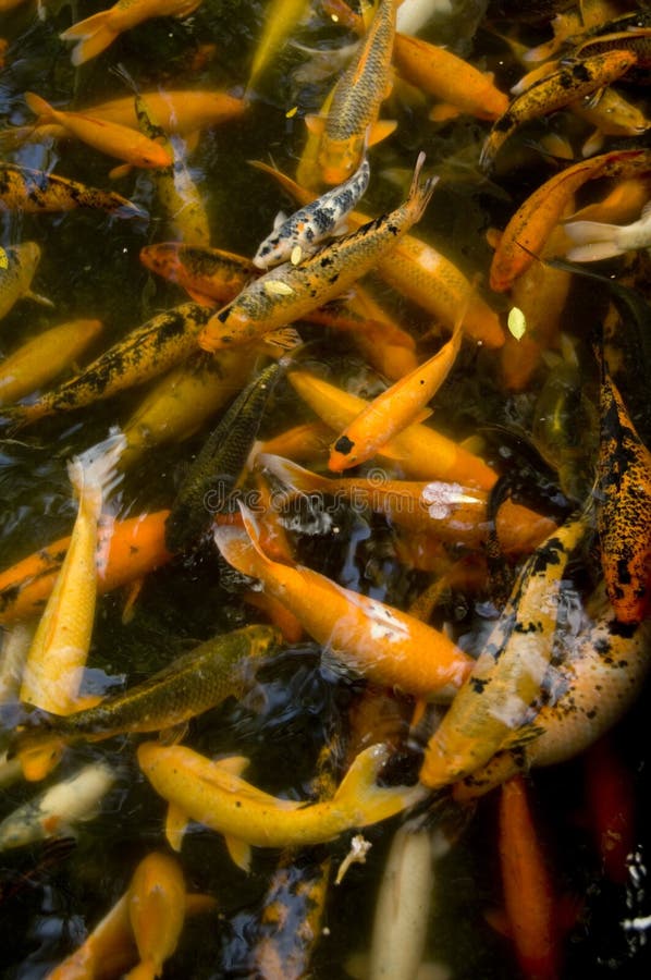 Koi 1 stock photo. Image of japanese, fish, cyprinidae - 2683402