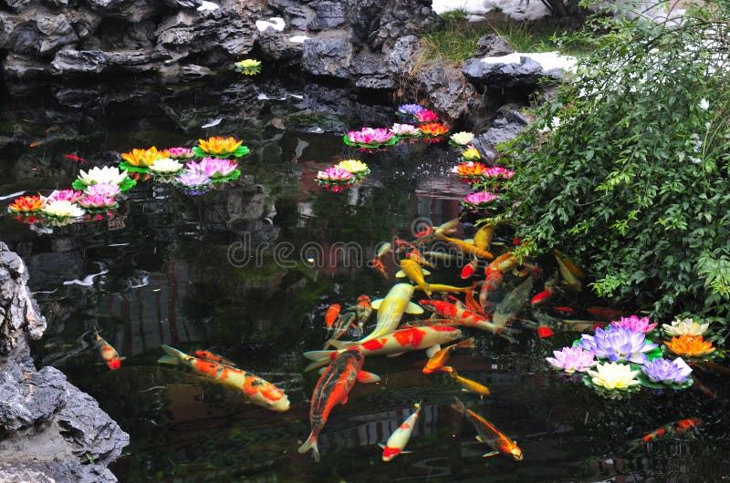 Chinese Koi pond stock image. Image of japan, carassius - 4309081