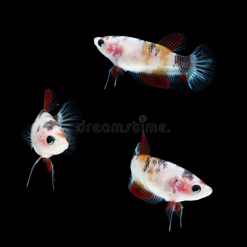 Betta Fish Female Babies