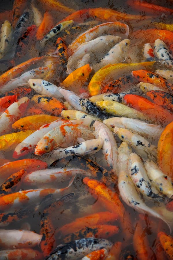 Koi Carp stock image. Image of water, river, carp, white - 19812317