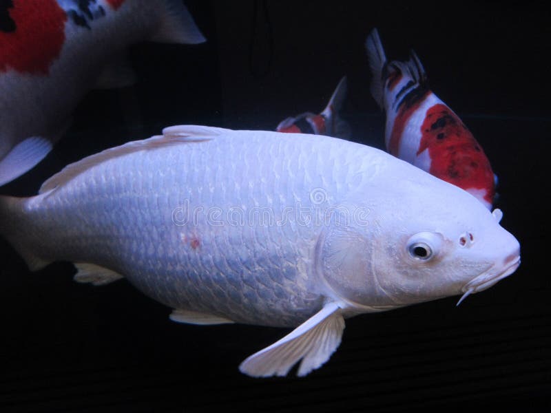 Koi carp stock image. Image of carp, swimming, japanese - 25865407