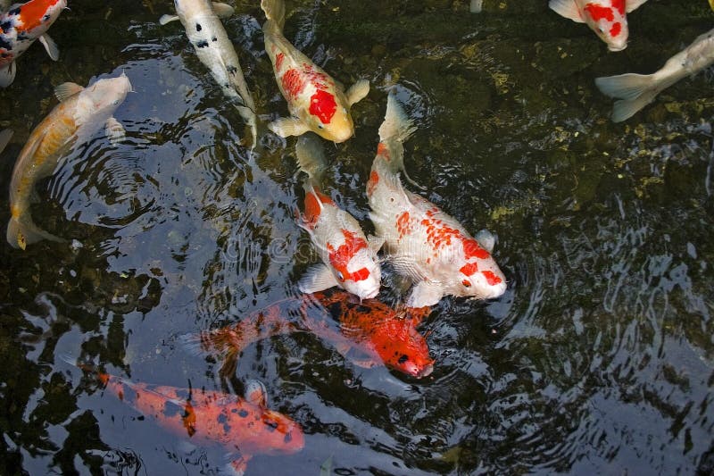 Koi Carp stock image. Image of preciousness, cladding, recreation - 273215
