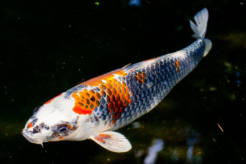 Koi Carp fotografia stock. Immagine di arancione, macro - 66230748