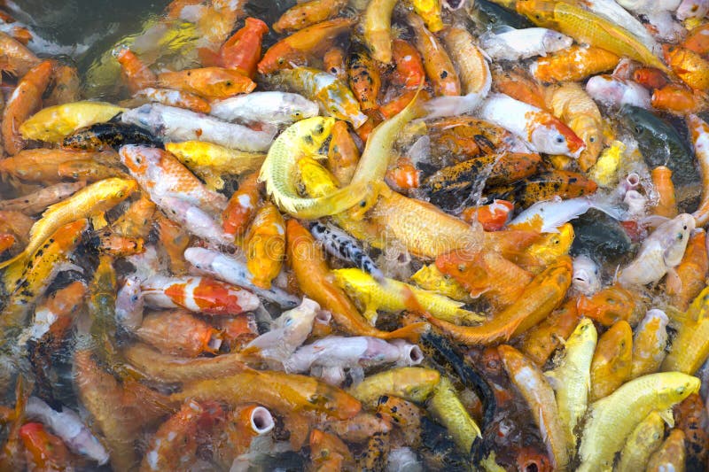 Koi or Carp Chinese Fish in Water Stock Image - Image of food, orange ...