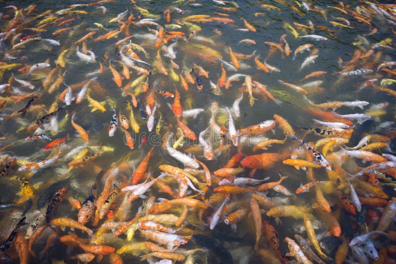 Koi or Carp Chinese Fish in Water Stock Photo - Image of orange, asia ...