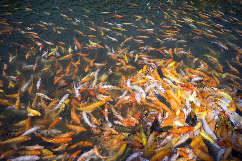 Koi or Carp Chinese Fish in Water Stock Photo - Image of food ...
