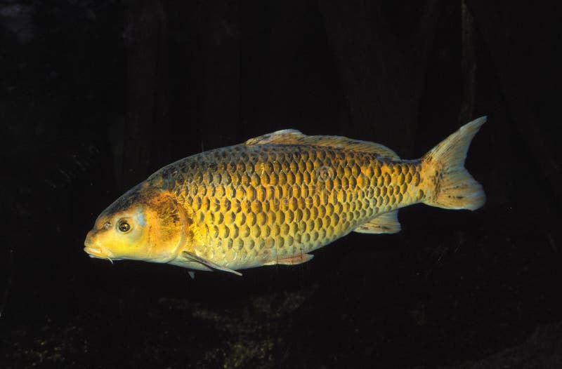 Koi Fish Profile Stock Photos - Free & Royalty-Free Stock Photos from ...