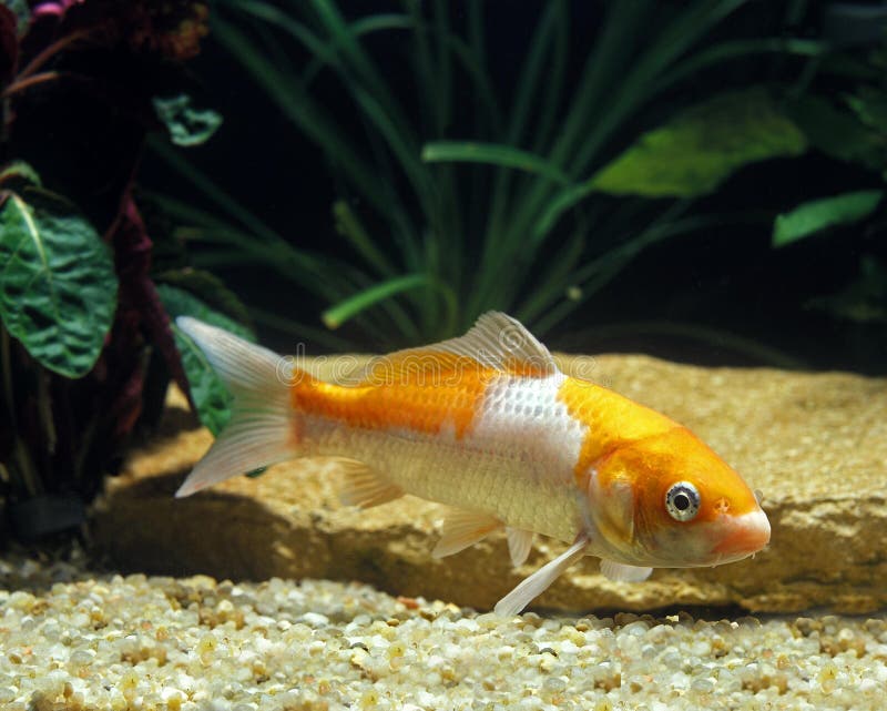 KOI CARP cyprinus carpio stock photo. Image of carpio - 194416558