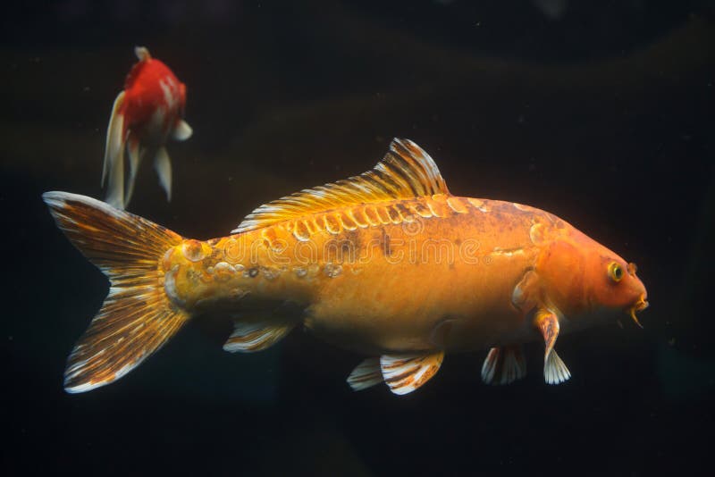 Koi Carp Cyprinus Rubrofuscus Stock Image - Image of orange, animal ...