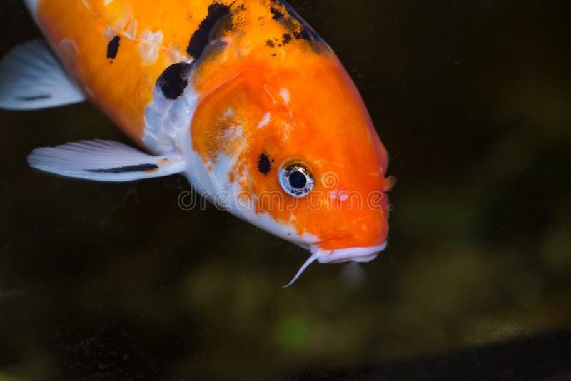 Live Koi Fish Side View