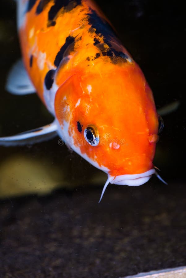 Gold Fish Smile Close-up Humor on a Face Stock Image - Image of lovely ...