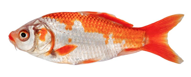 Carp Fish Isolated. Side View, Isolated Stock Image - Image of loose ...