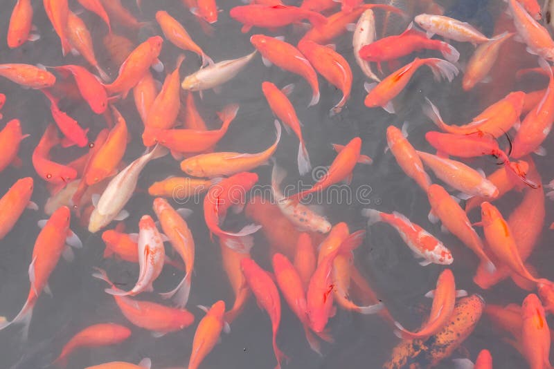 Red carp fish. stock photo. Image of fishes, aquatic - 128801324
