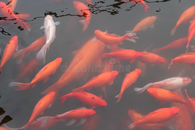 429 Koi Fish Horizontal Stock Photos - Free & Royalty-Free Stock Photos ...