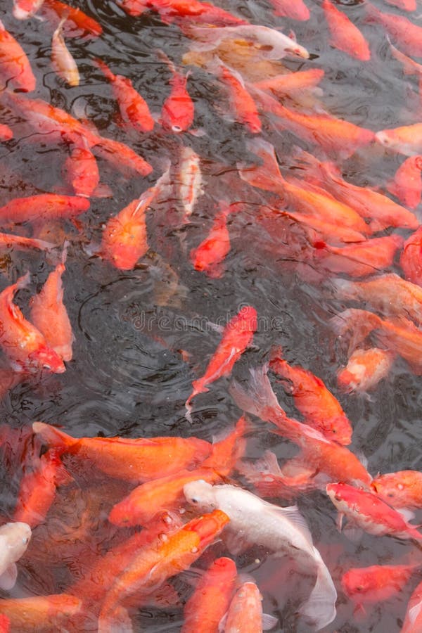 Red carp fish. stock image. Image of money, ornamental - 133177967