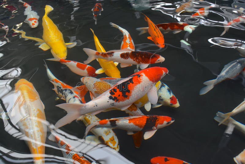Koi carp stock image. Image of pond, group, colourful - 52437479