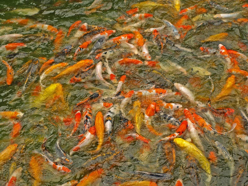 Koi carp fish pound stock photo. Image of house, culture - 22677920