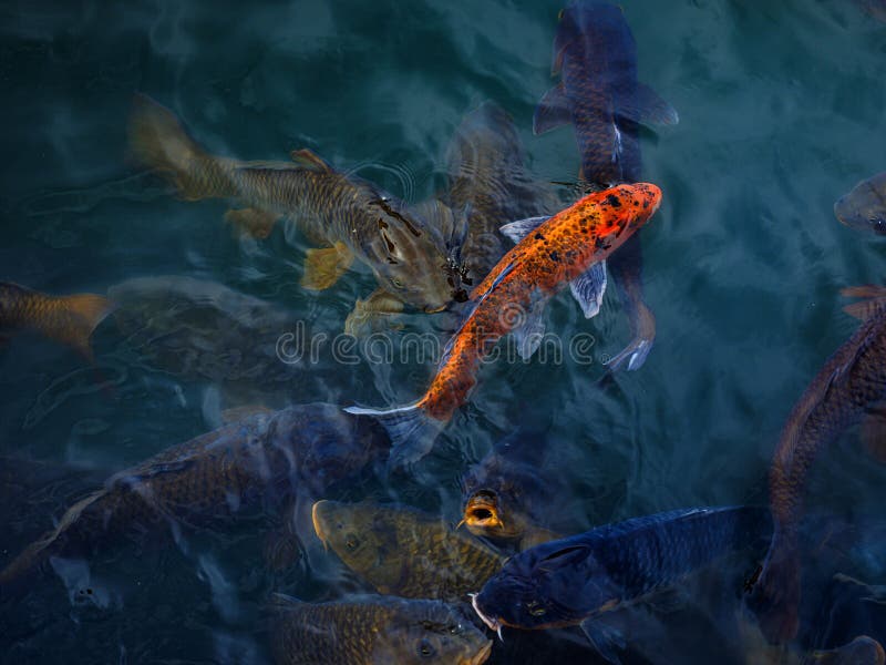 Koi Carp Fish in Shanghai, China Stock Image - Image of nature, fancy ...