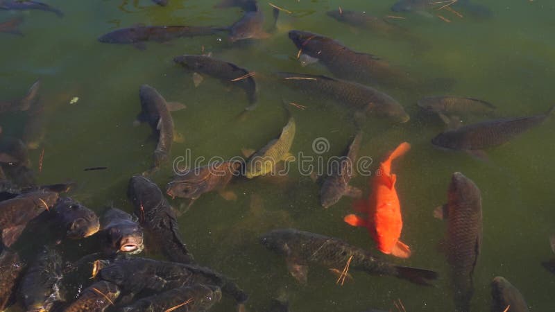 Koi fish in slow motion stock video. Video of landscaped - 172277151