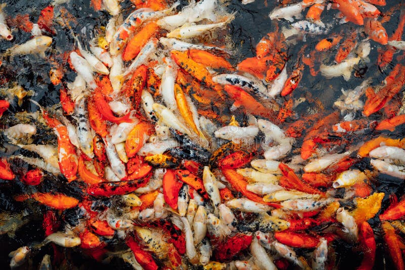 Koi carp fish stock image. Image of farming, dense, background - 132200779