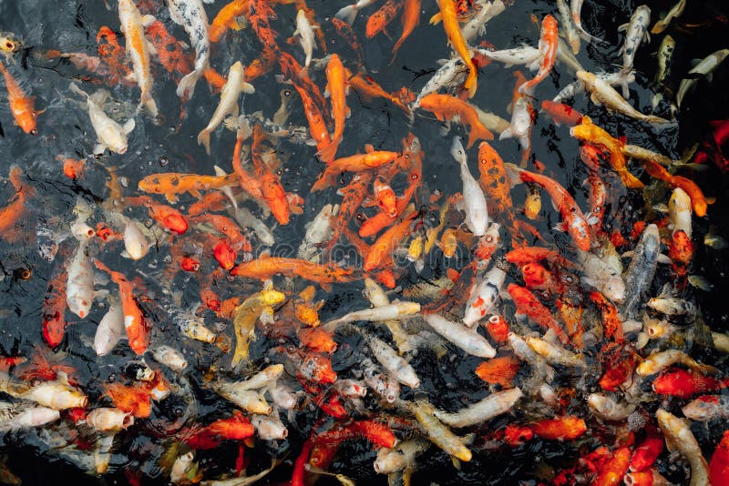 Koi carp fish stock image. Image of feeding, farming - 132888375