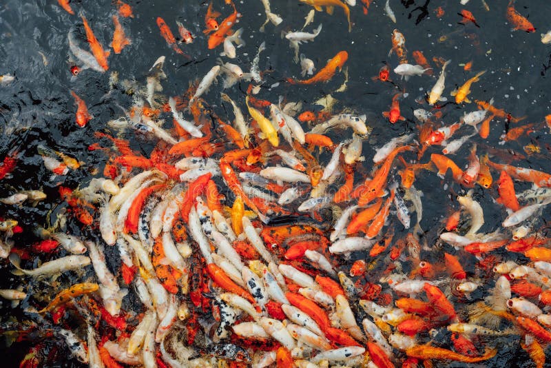 Koi carp fish stock photo. Image of golden, group, japan - 134634920