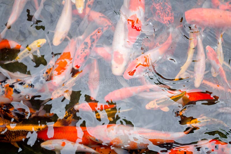 Koi carp fish. stock image. Image of chinese, crowd - 158497103