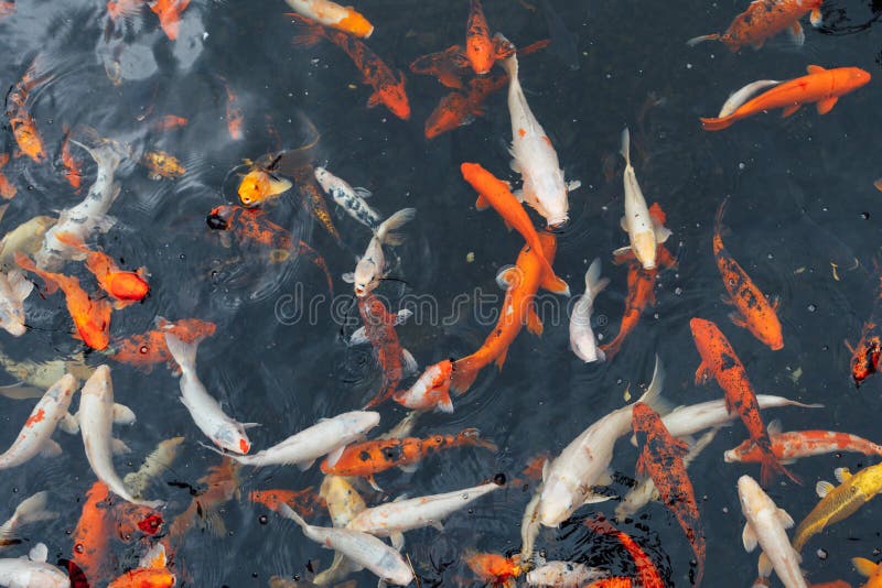 Koi carp fish stock image. Image of asian, fishing, fish - 132888433