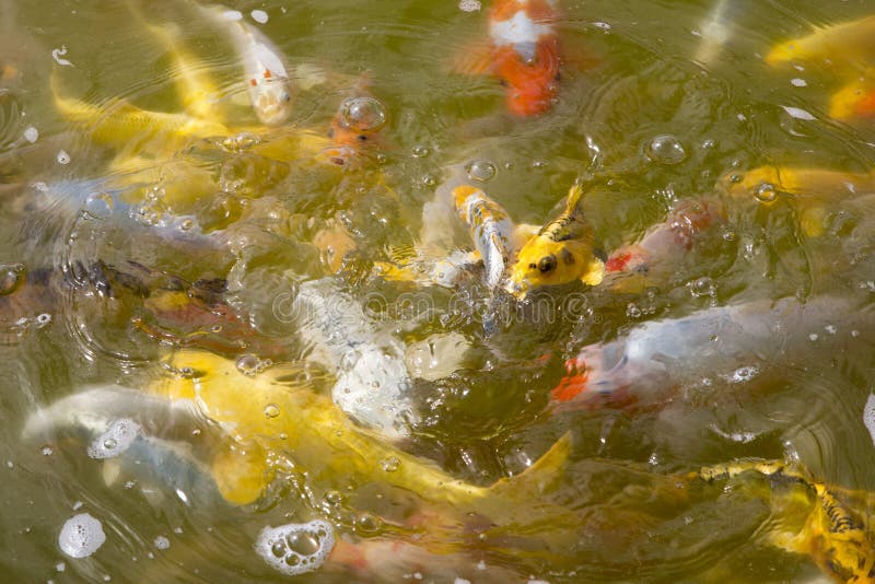 Koi carp in a muddy pool stock image. Image of beautiful - 123037163