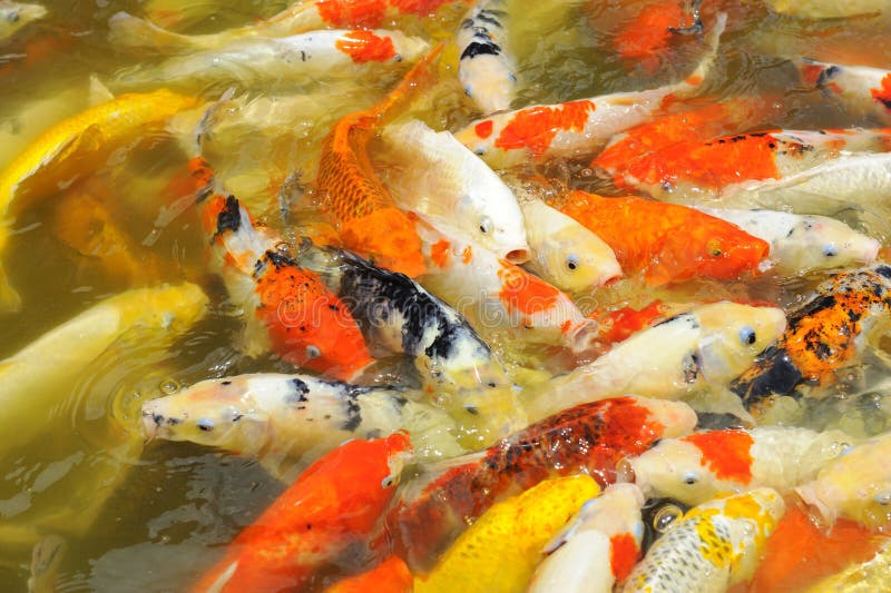 Colored Carp Stock Photos - Download 1,268 Royalty Free Photos