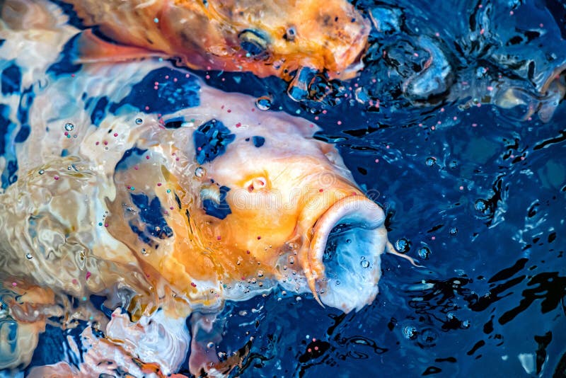 Carp eating stock image. Image of sucking, carp, eating - 726341