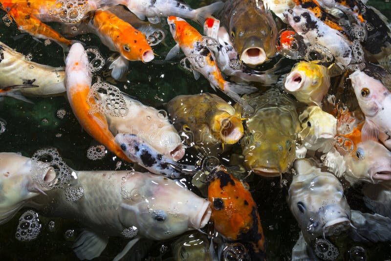 Koi Carp stock photo. Image of fengshui, pond, nature - 35885310