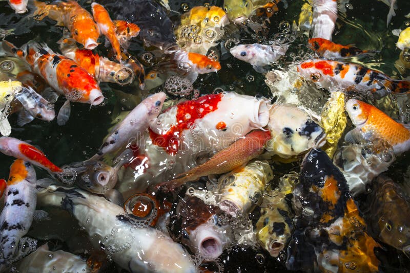 Koi Carp stock photo. Image of asian, pond, fengshui - 35885354