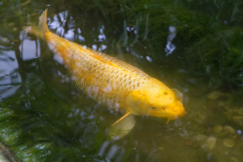 A Koi carp stock photo. Image of wild, pond, lake, surface - 95397200