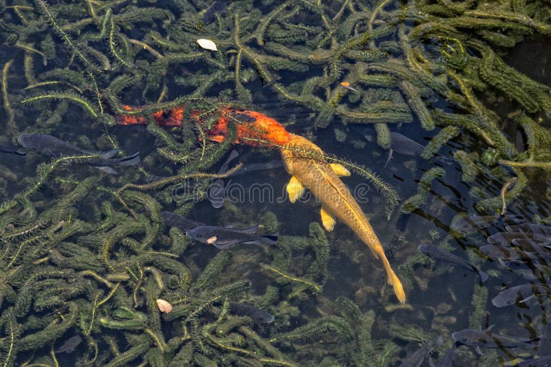 Koi carp stock photo. Image of life, aquatic, wild, nature - 44173730