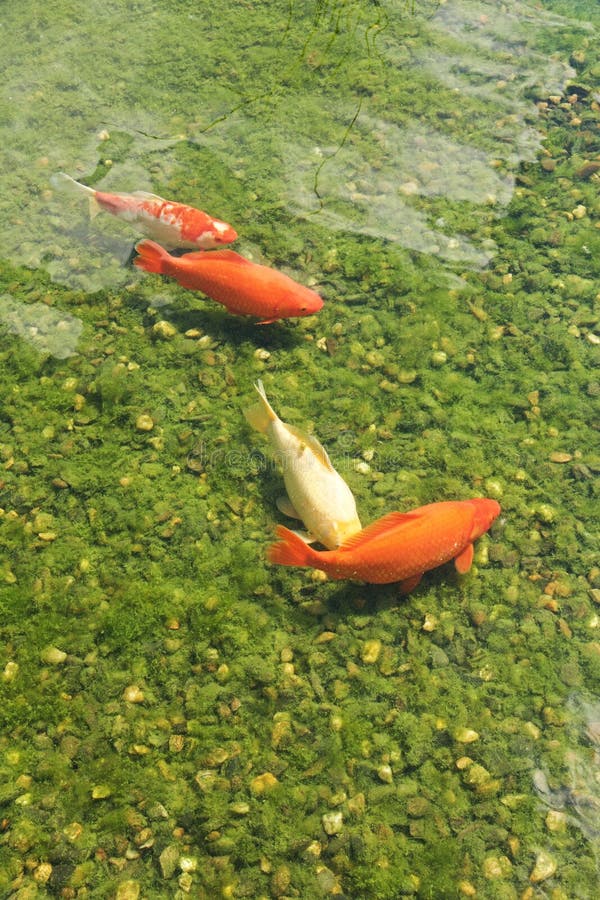 Koi carp stock image. Image of good, luck, lake, asia - 40862807
