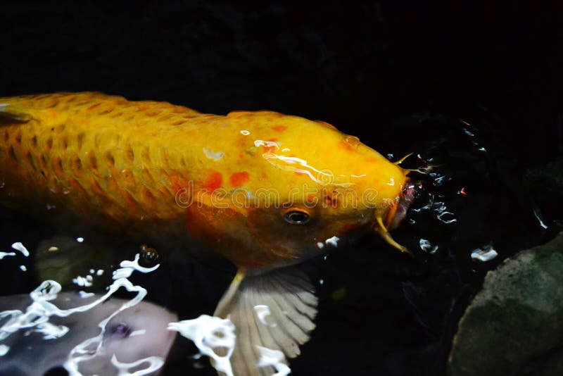 Koi carp pond fish face stock image. Image of carp, invertebrate ...