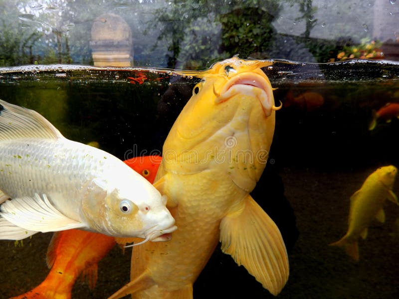 Koi Carp stock photo. Image of tranquil, scales, aquatic - 125409672