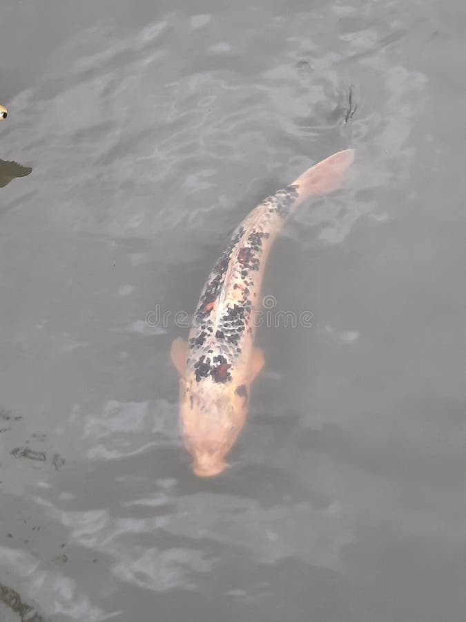 Koi Carp Swimming in a Large Pond Stock Image - Image of coloured, lake ...