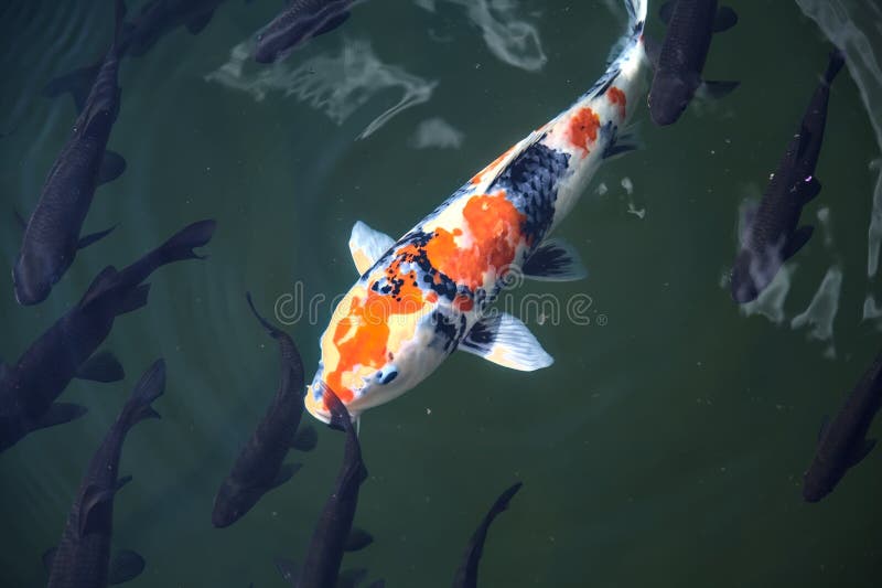 Koi Carp Swimming in a Pond Stock Photo - Image of decoration, chinese ...