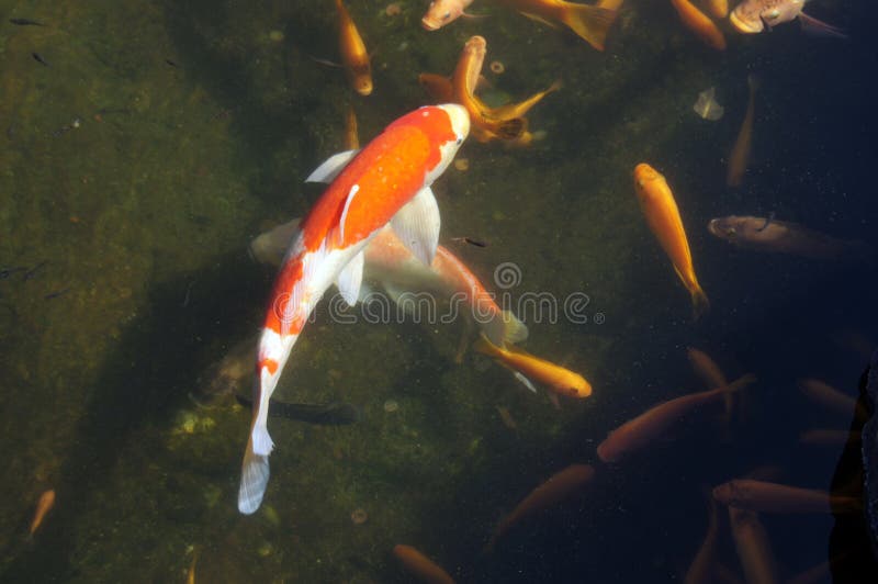 Koi Carp Swimming in Shallow Pool Stock Photo - Image of fish, pool ...
