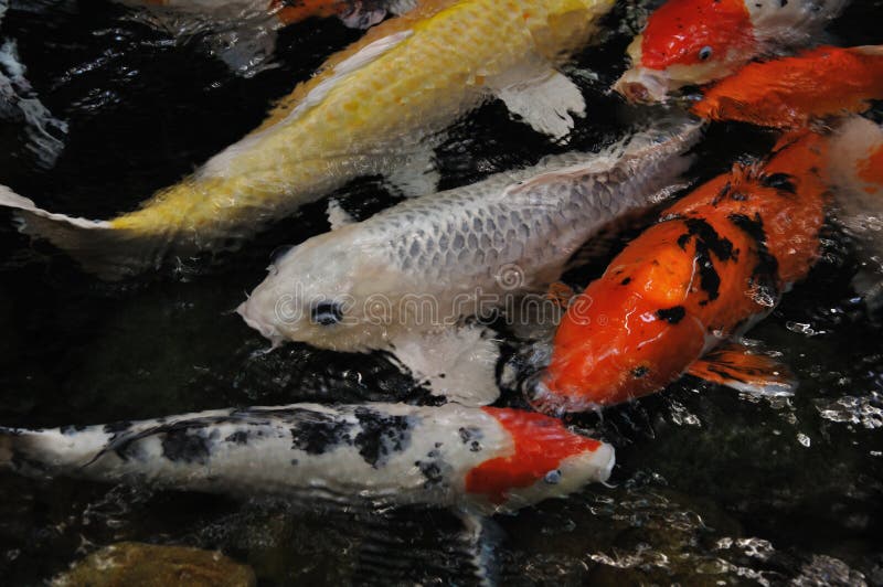 Koi Carp, Symbols of Good Luck and Prosperity Stock Photo - Image of ...